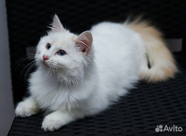 Кот Каспер в добрые руки