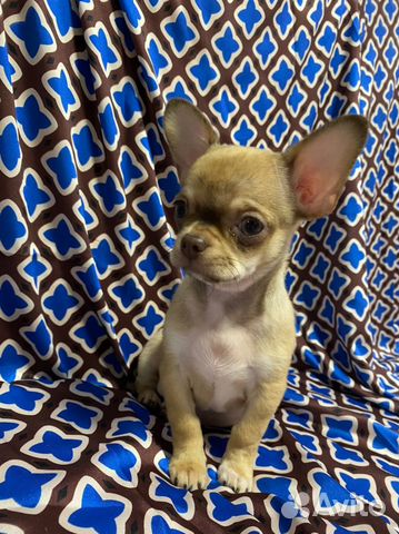 Чихуахуа мальчик