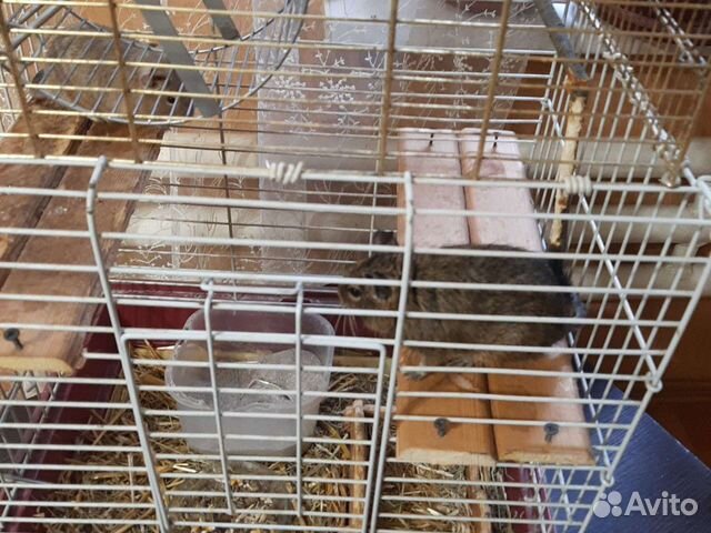 Морские свинки