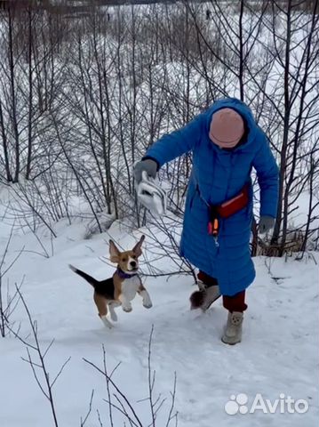 Бигль щенок 5,5 мес