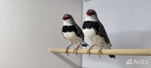 Амадины бриллиантовые