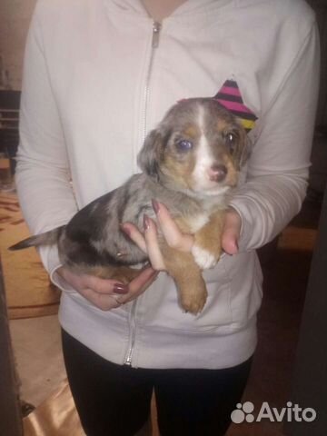 Китайская хохлатая