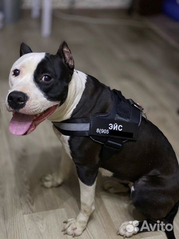 Стаффордширский терьер