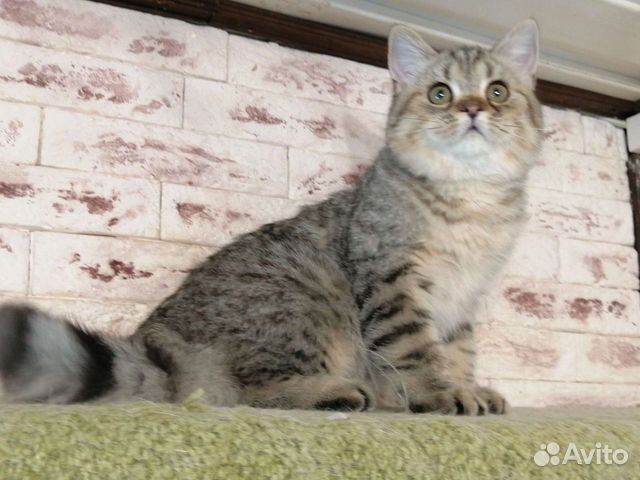 Британский котик