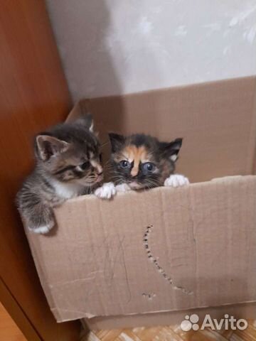 Трехцветная кошечка