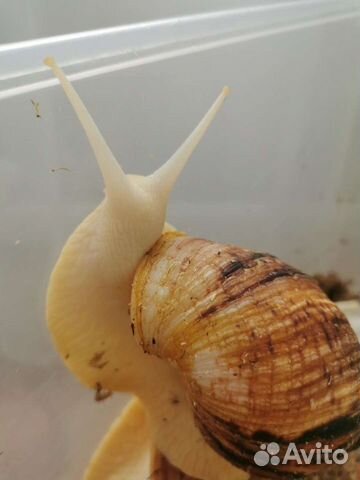 Улитка ахатина с яйцами. Подарю