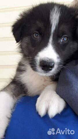 Гном Гномыч в добрые руки