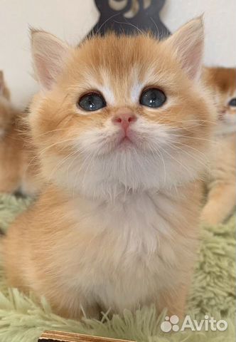 Золотые шиншиллята