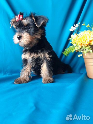 Девуличка красотуличка