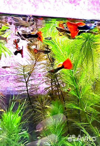 Рыбки гуппи