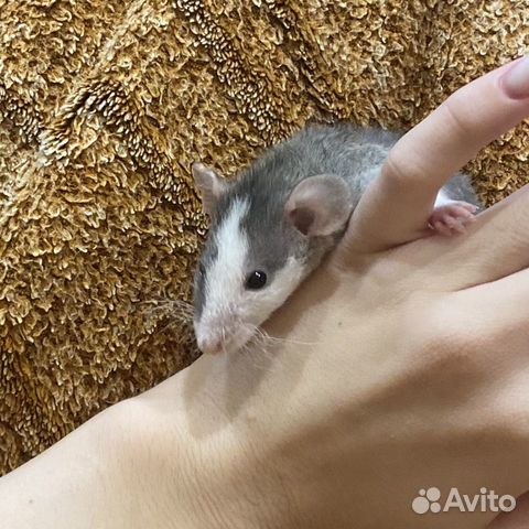 Крыса дамбо