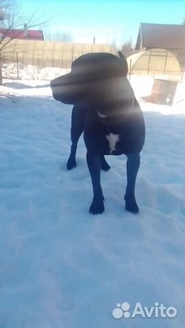 Кабель год Стаффордширский терьер добрый