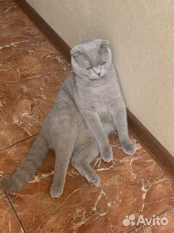 Британская