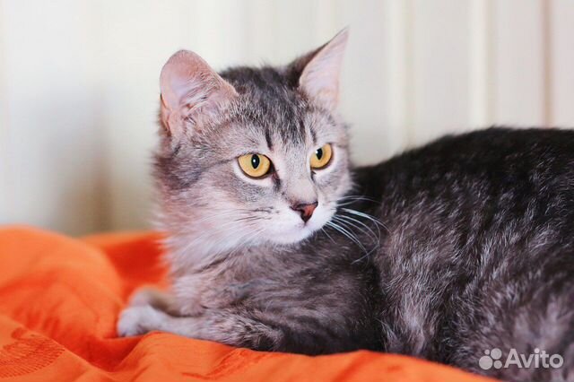 Умный дымчатый Котик 7 месяцев