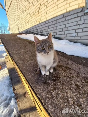 Котенок