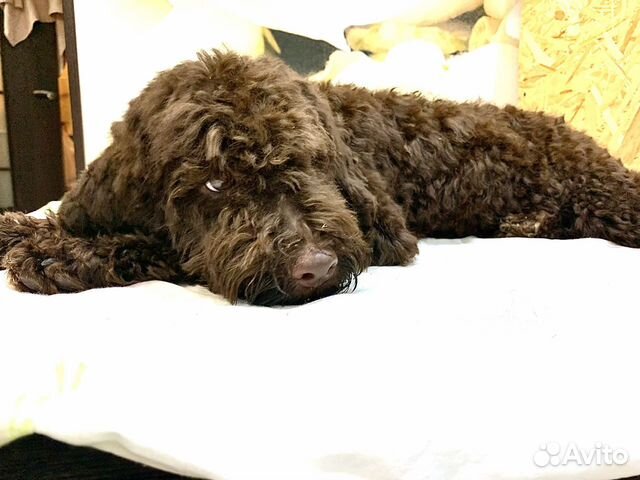 Лаггото романьоло