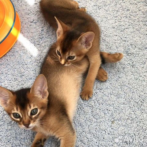 Абиссинская