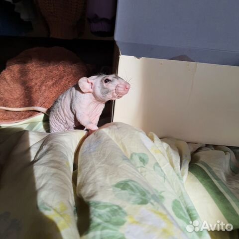 Крыса дамбо сфинкс