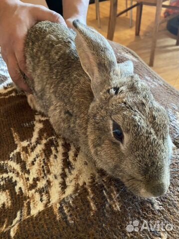 Заяц живой