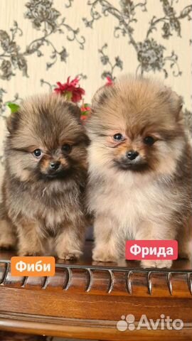 Детки рыже-соболиного окраса