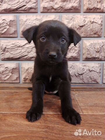 Щенки в добрые руки