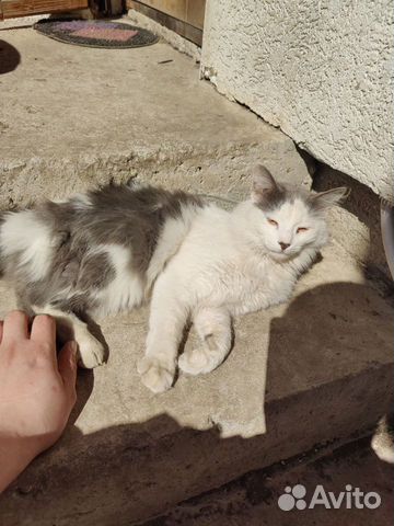 Игривый ленивец кот мальчик