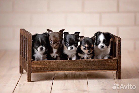 Щенки чихуахуа мальчишки