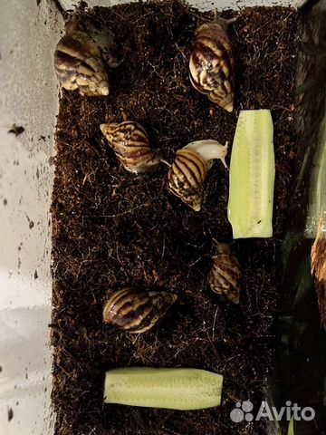 Улитки ахатины маленькие