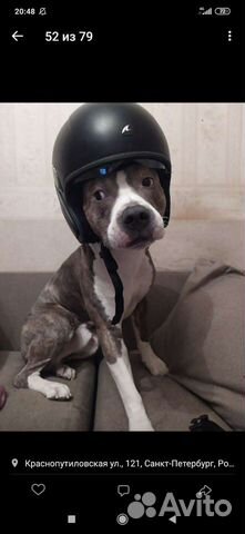 Стаффордширский терьер