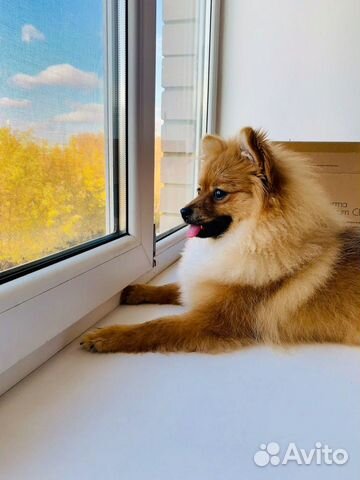 Собака на вязку