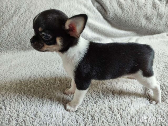 Чихуахуа парнишка