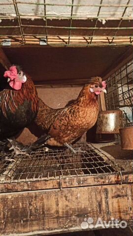 Декоративные куры