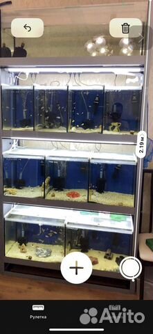 Продаю готовый бизнес разводня африканских цихлид