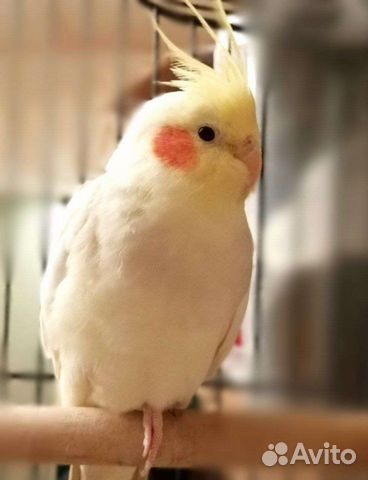 2 коррелы и 1 волнистый с клеткой