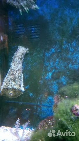 Заяц морской долабрифера Dolabrifera