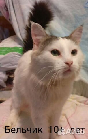 Коты в добрые руки