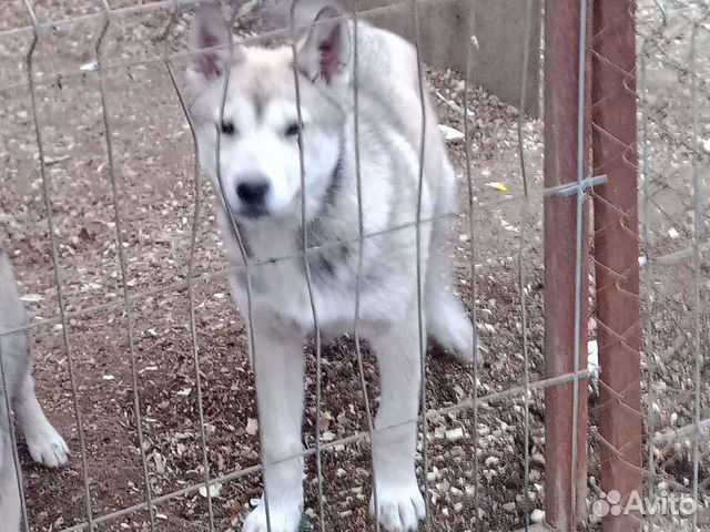 Рабочая лайка по лосю