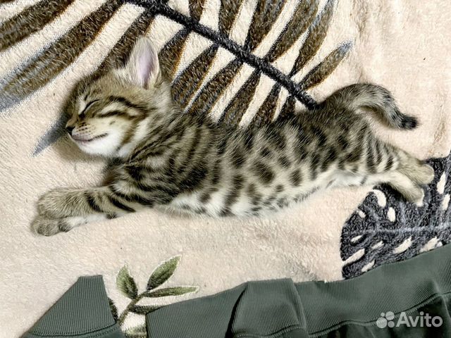 Кошечка метис бенгала