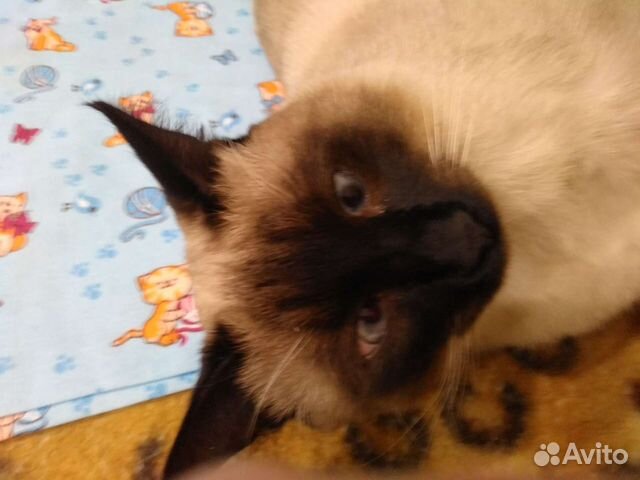 Кот ищет подружку