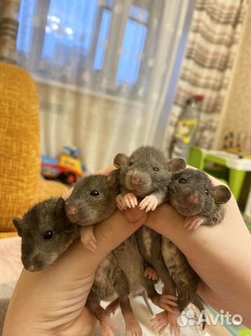 Крысята дамбо