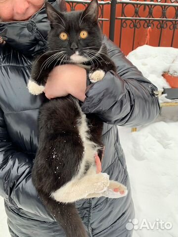 Котя хочет домой