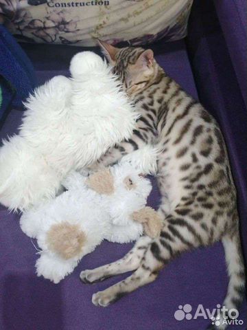 Кошки