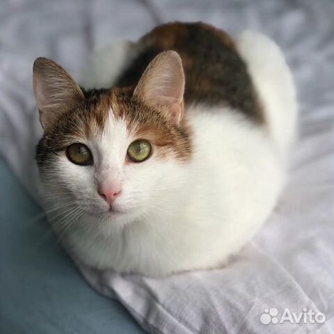 Кошечка Варя ищет дом
