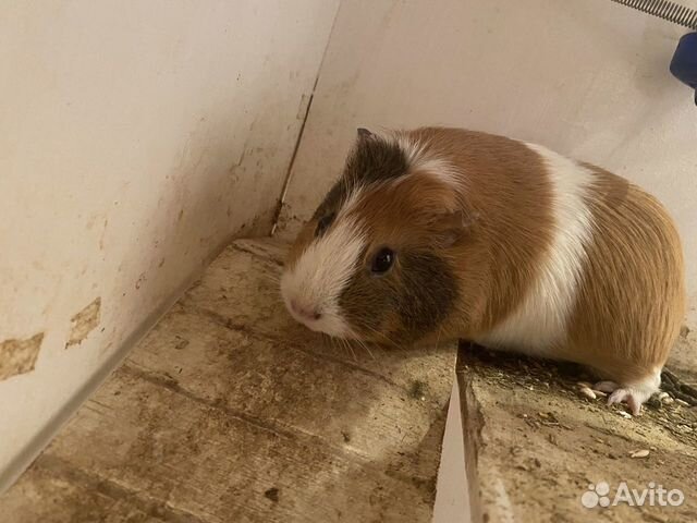 Морские свинки