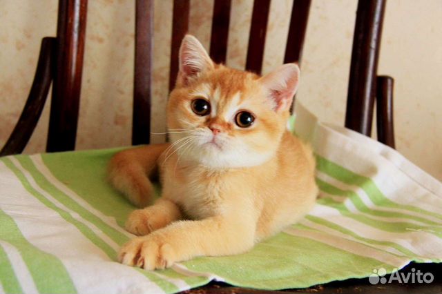 Красный тикированный котик