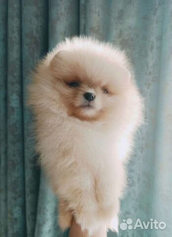 Померанский шпиц девочка mini