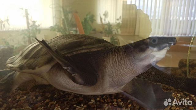 Свинорылая черепаха