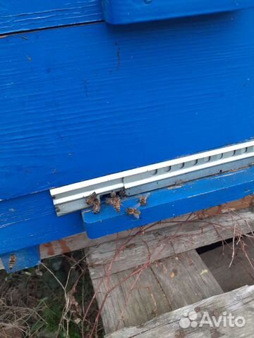 Продажа пчелосемьи