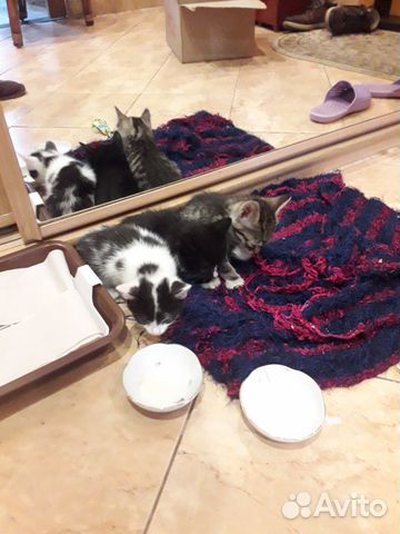 Котята.Мальчик и 2 девочки