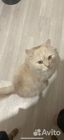 Персидская